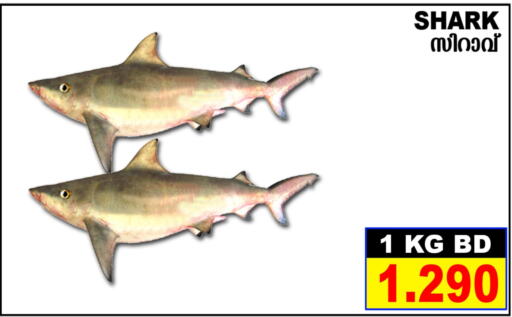 Bahrain offers in D4D Online