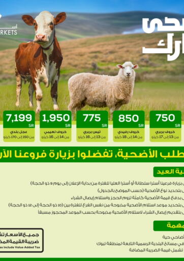 KSA, Saudi Arabia, Saudi - Tabuk Astra Markets offers in D4D Online